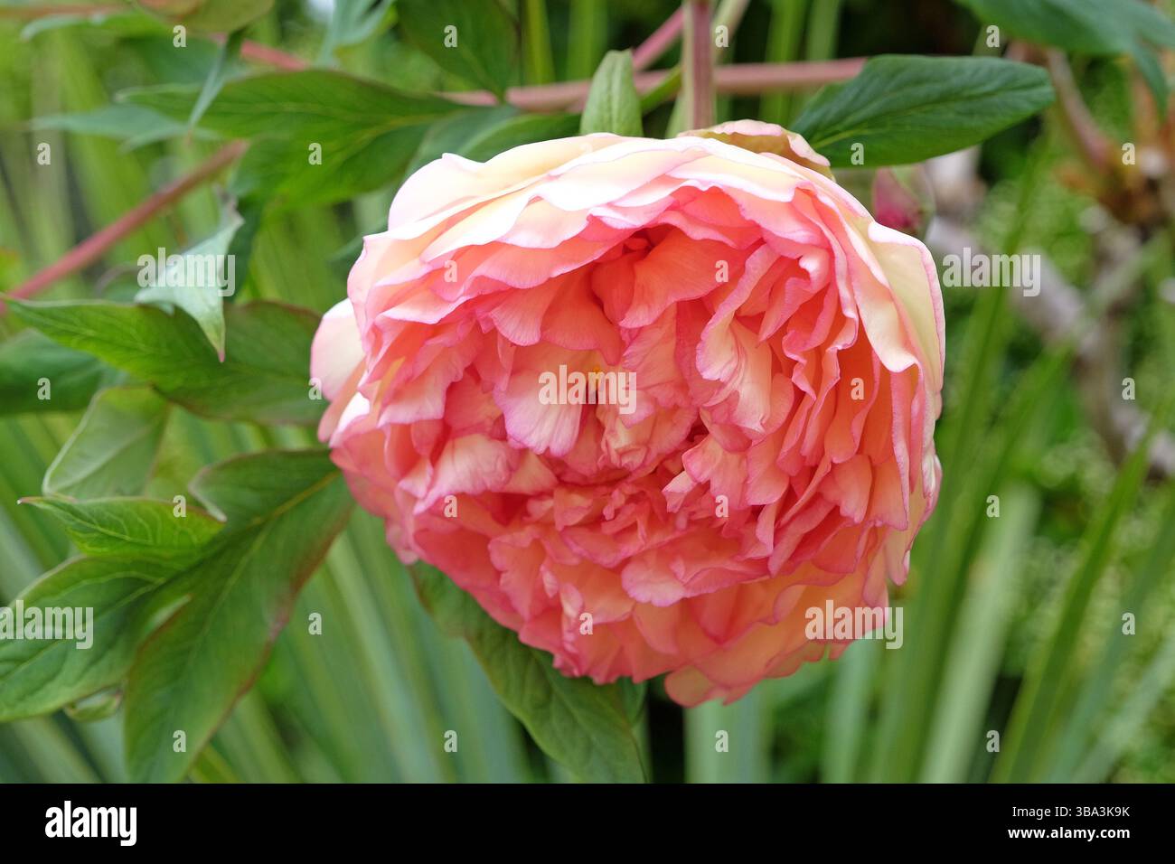 Peach orange Paeonia, peony ‘Satin Rouge’ in flower Stock Photo - Alamy