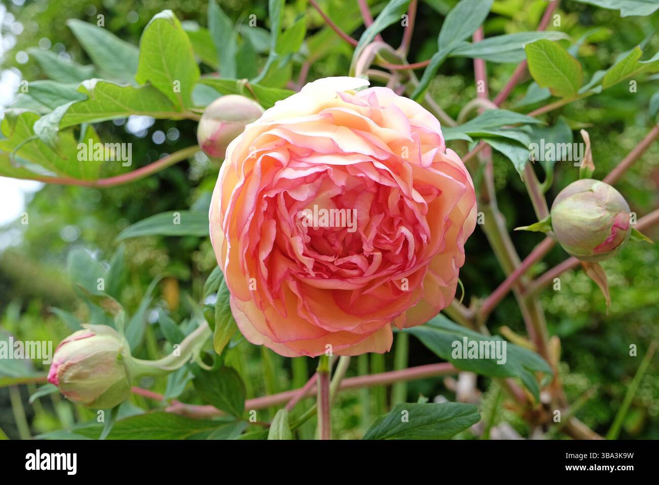 Peach orange Paeonia, peony ‘Satin Rouge’ in flower Stock Photo - Alamy