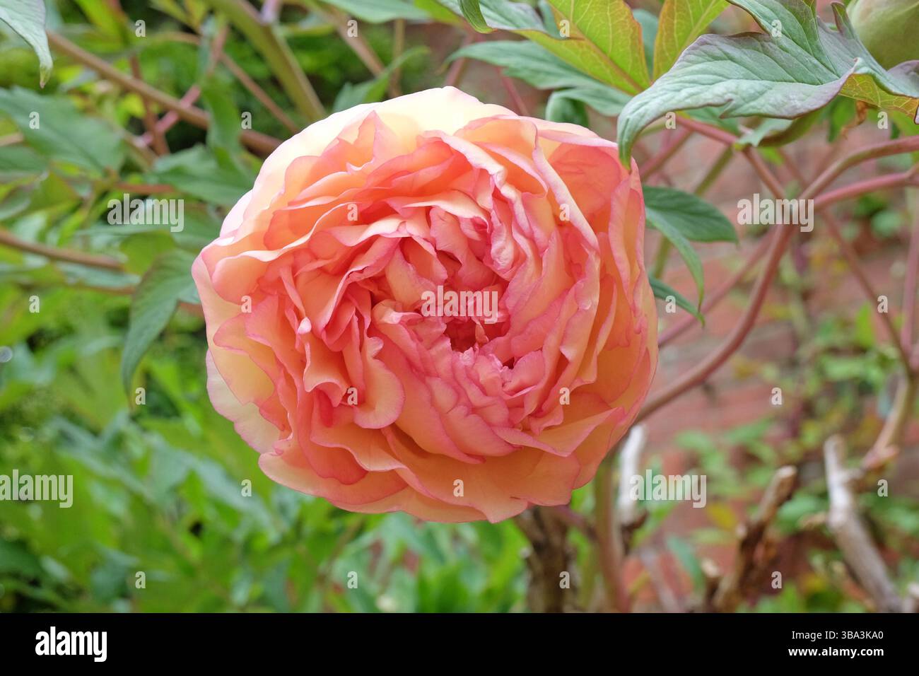 Peach orange Paeonia, peony ‘Satin Rouge’ in flower Stock Photo - Alamy