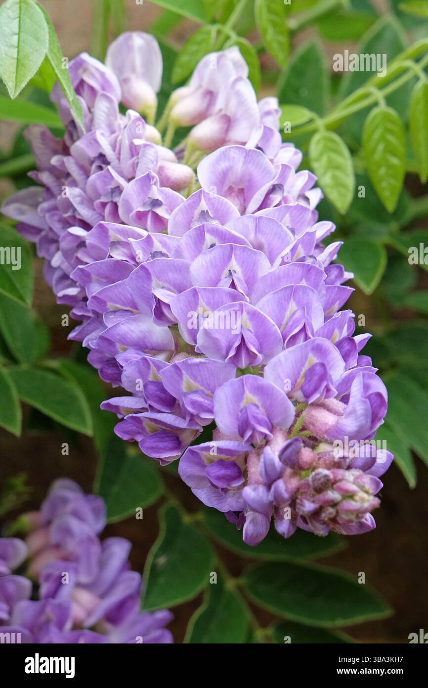 Purple Wisteria frutescens, American Wisteria, ‘Longwood Purple’ in ...