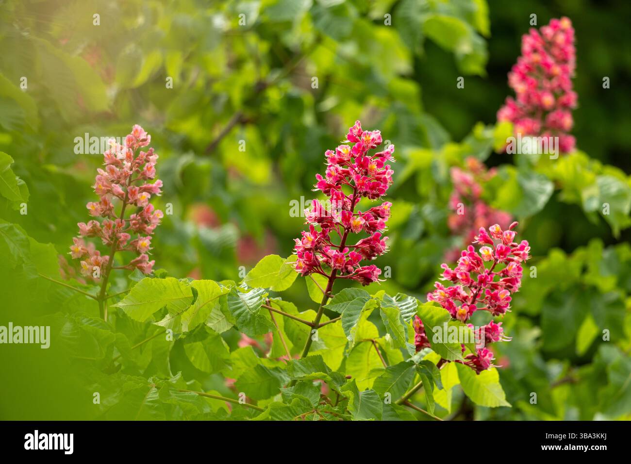 vibrant flowers and leaves of red horse chestnut in the park in spring ...