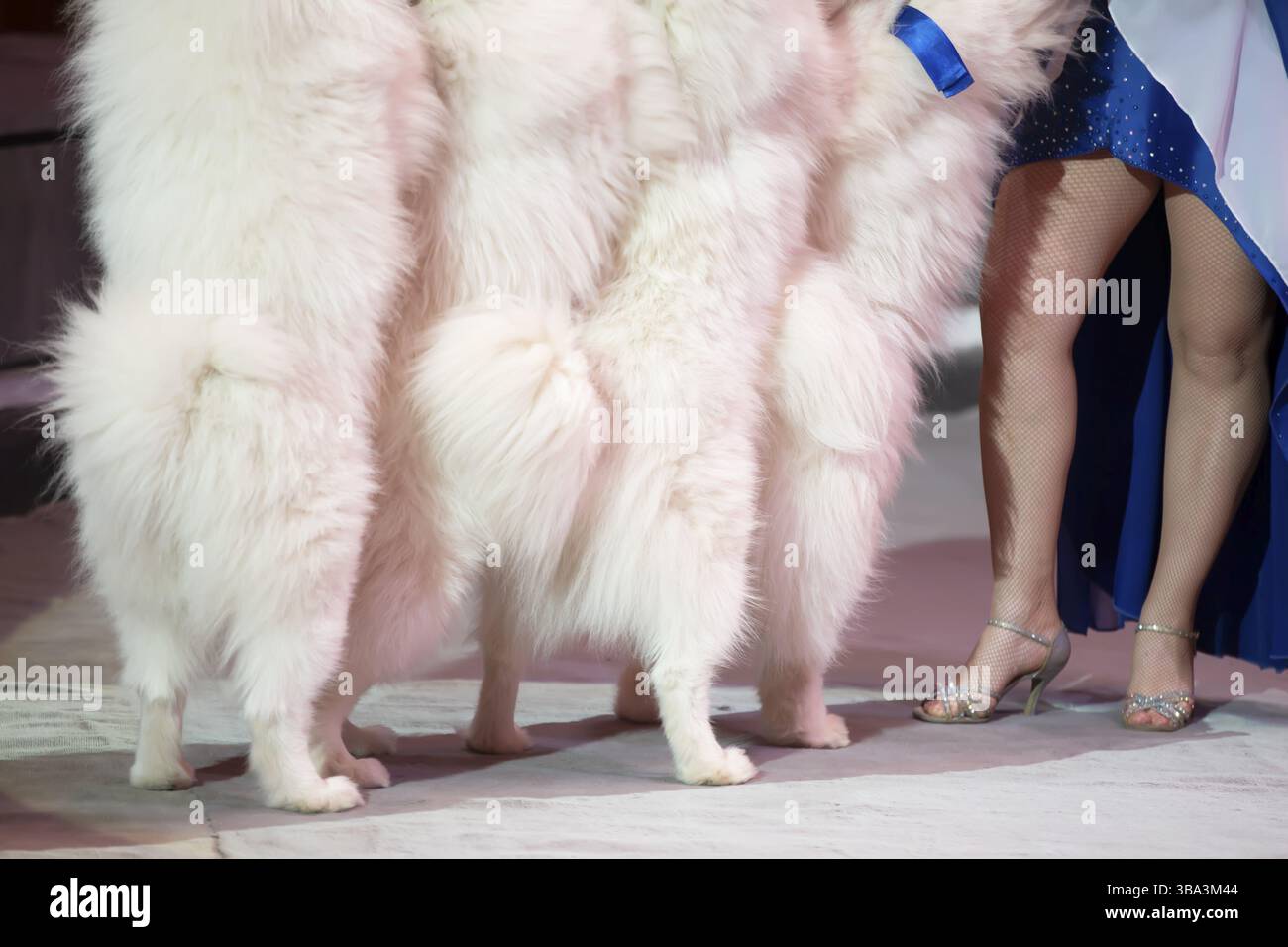The legs of an animal trainer and the paws of her dogs. Circus training ...