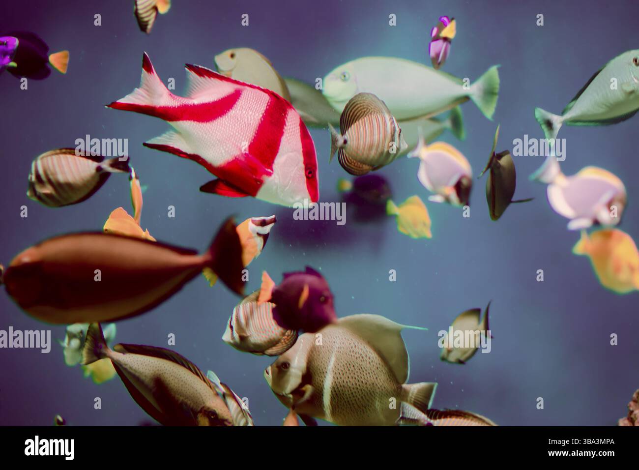 Beautiful exotic fish in the water Stock Photo - Alamy