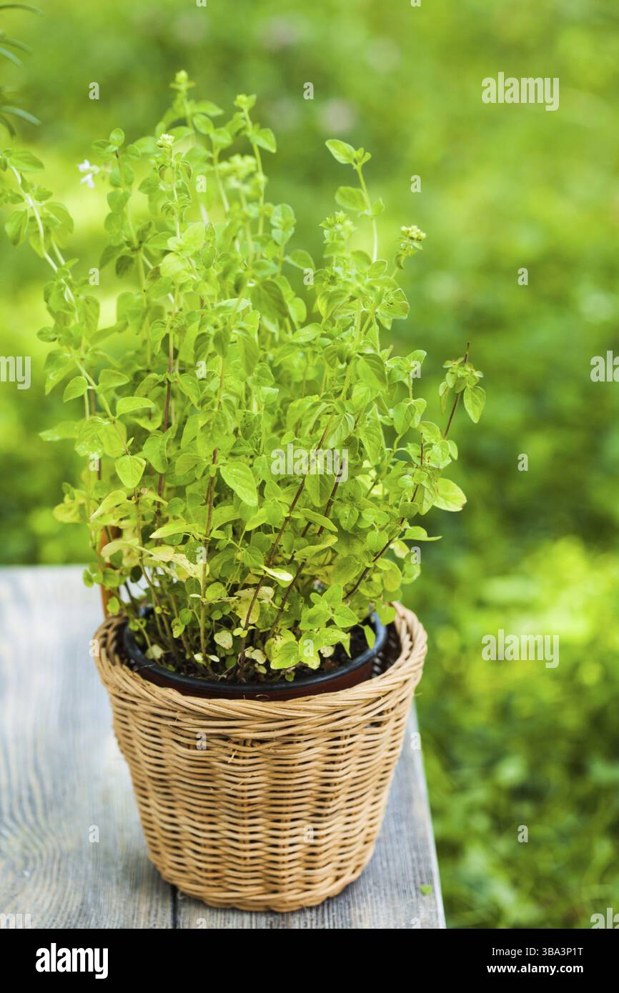 Oregano bush in basket close up the leaves Stock Photo - Alamy
