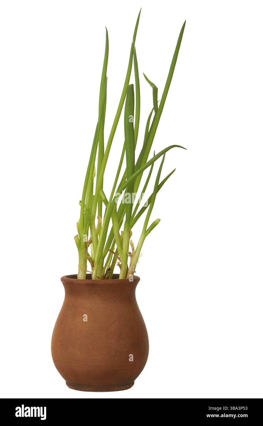 Clay pot isolated against Cut Out Stock Images & Pictures - Alamy