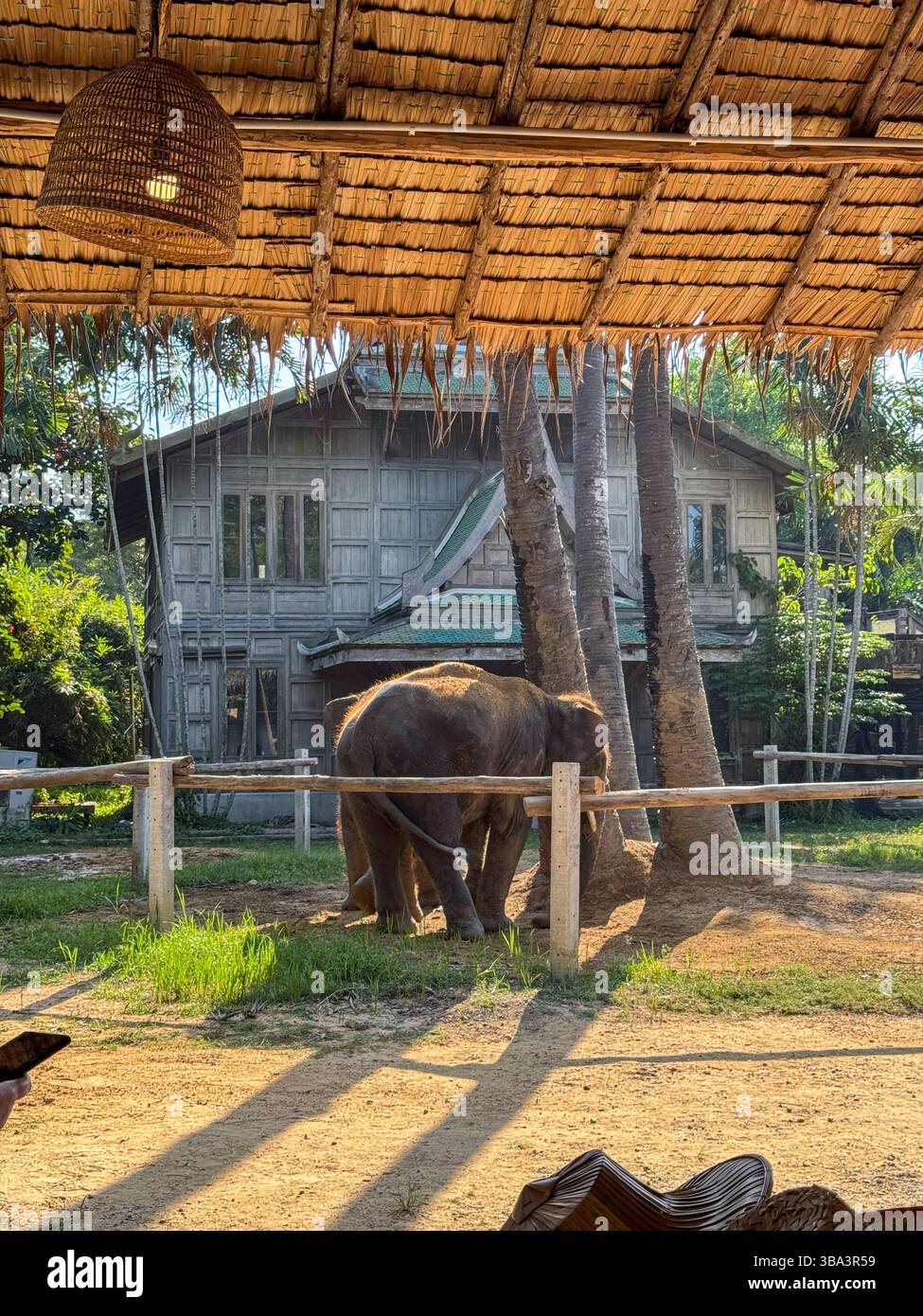 Powerful yet gentle elephants playing around in a nature park, majestic ...