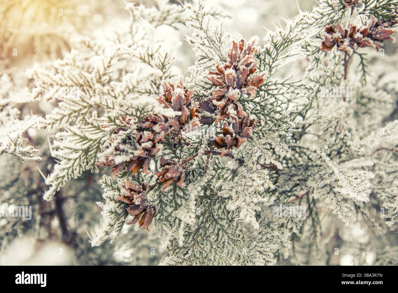 Cypress in wintry landscape hi-res stock photography and images - Alamy