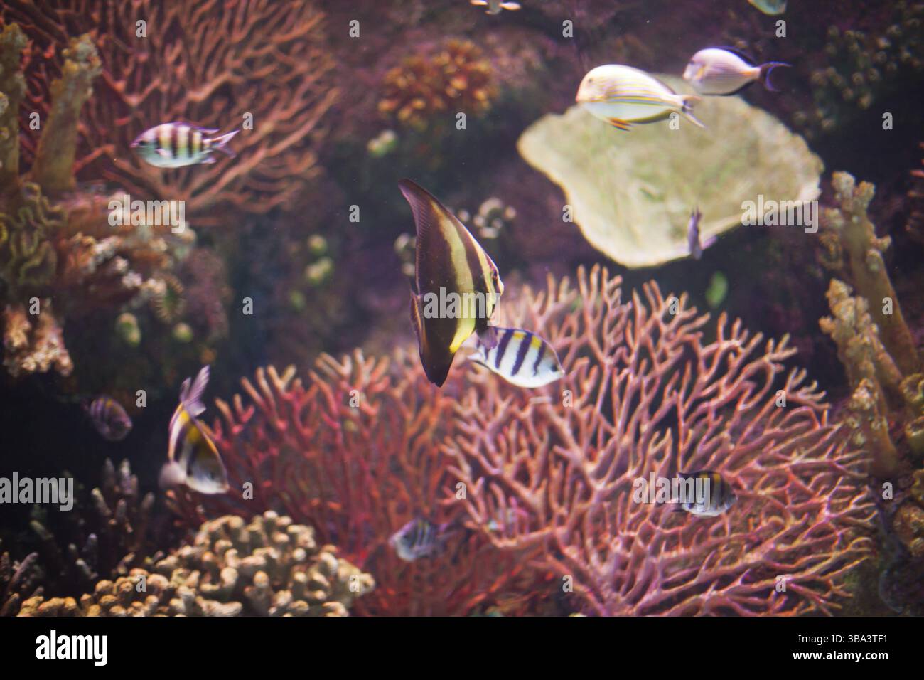 Undersea world coral reef with exotic fishes Stock Photo - Alamy