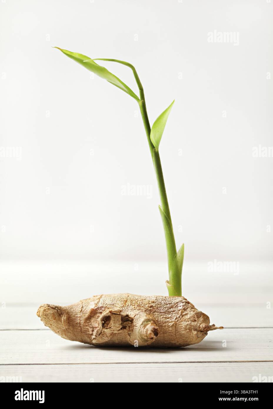 Dry ginger (Zingiber officinale) root, with green sprout, on white boards and background Stock ...