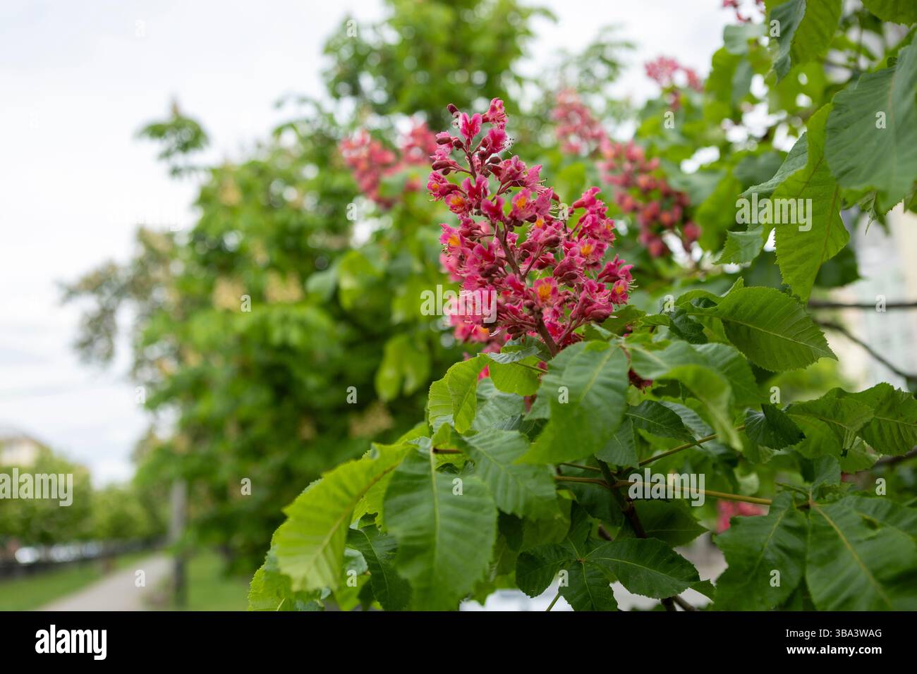 vibrant flowers and leaves of red horse chestnut in the park in spring ...