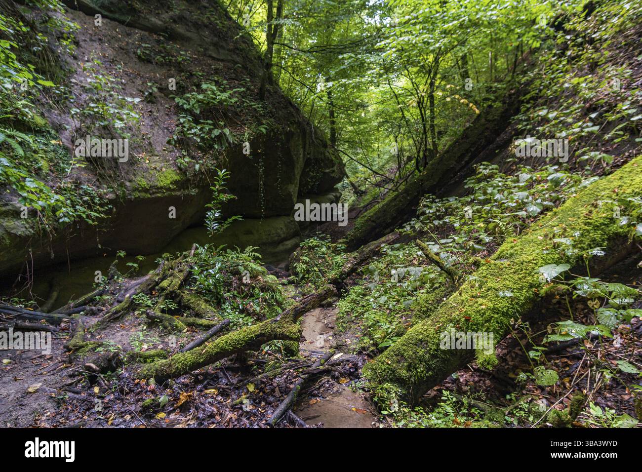 Fantastic hike through the Spetzgarter and Hodinger Tobel on Lake ...