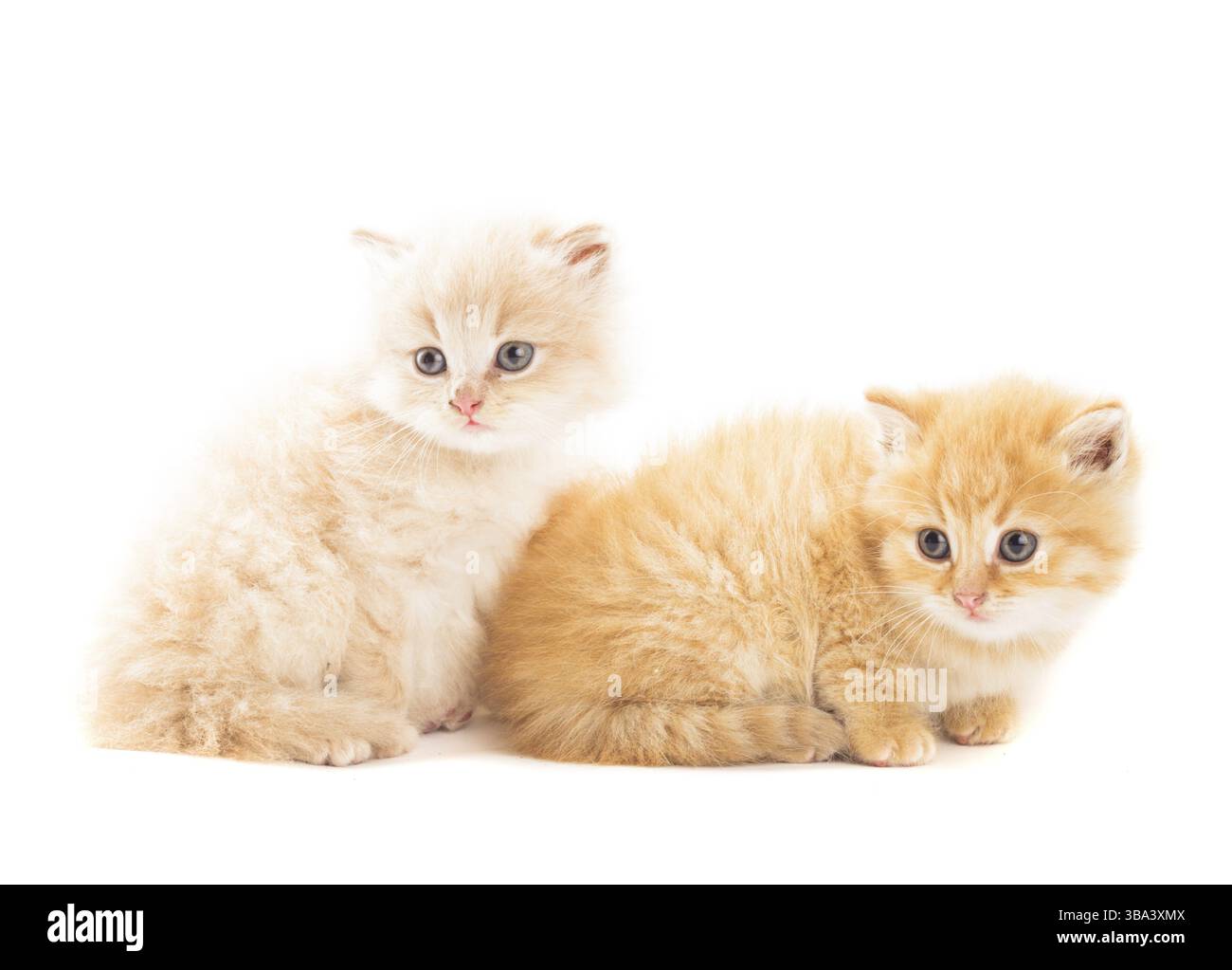 Two red kittens isolated on white background Stock Photo - Alamy