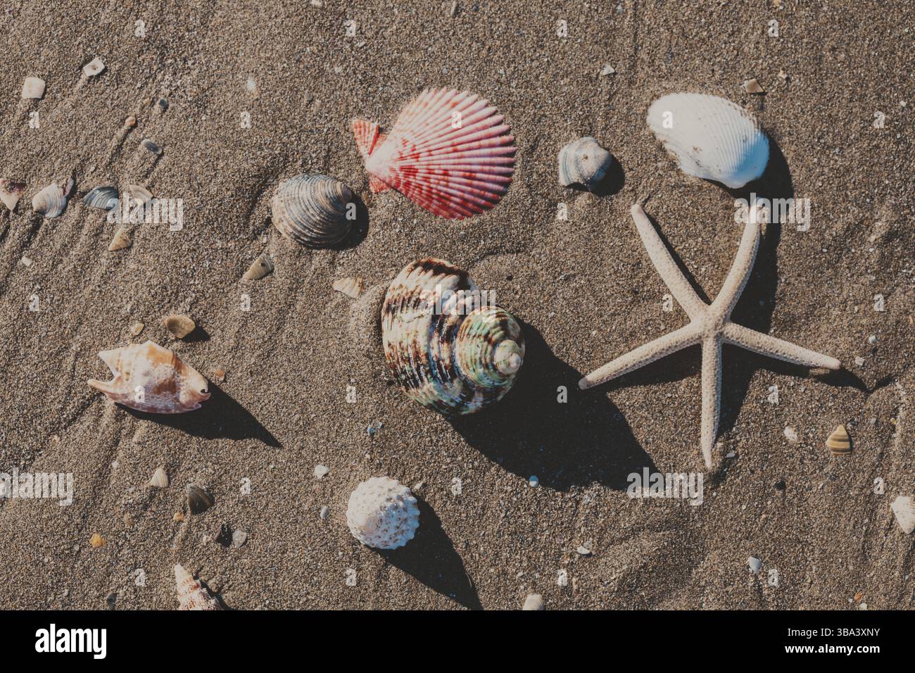 Seashells starfishes sand on hi-res stock photography and images - Alamy