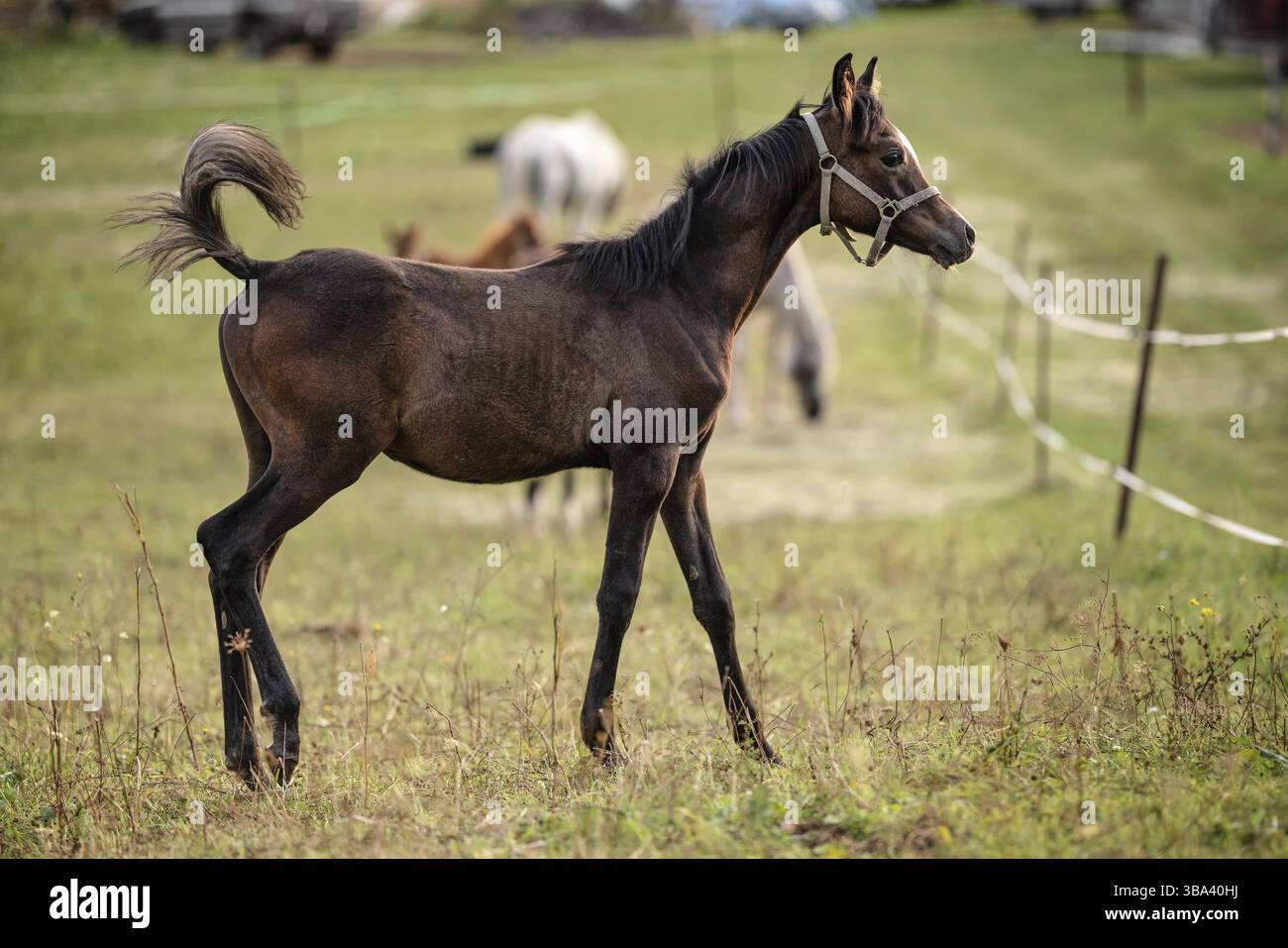 Young brown Arabian horse foal on a meadow, side view, more blurred ...