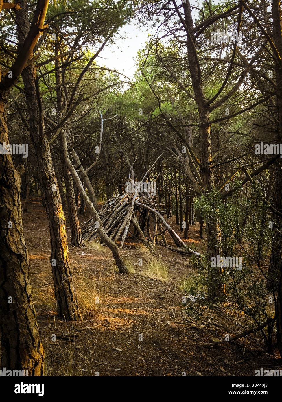 Wooden hut of branches in a dense forest of us clone Stock Photo - Alamy