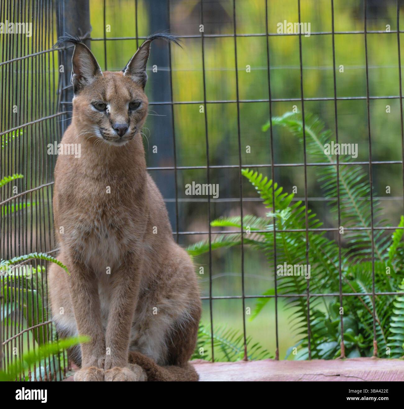 Caracal or African golden cat with it'sprotruding ears is also called as desert lynx taken in a ...