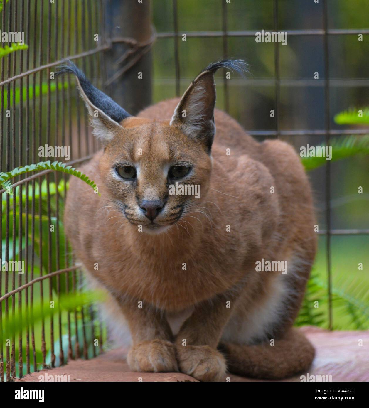 Caracal or African golden cat with it'sprotruding ears is also called as desert lynx taken in a ...