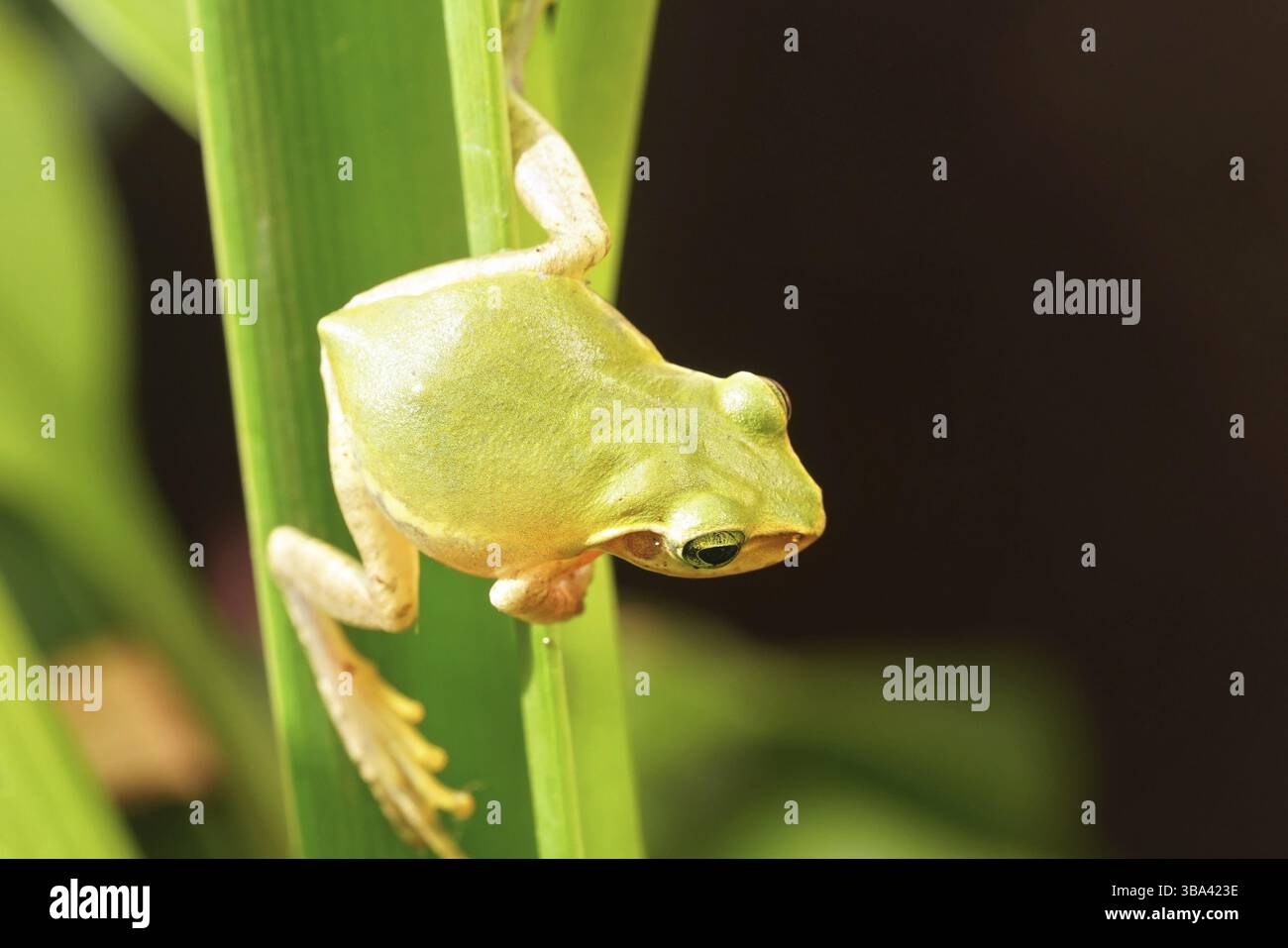 Small Madagascar green tree frog resting on green leaf, closeup detail ...