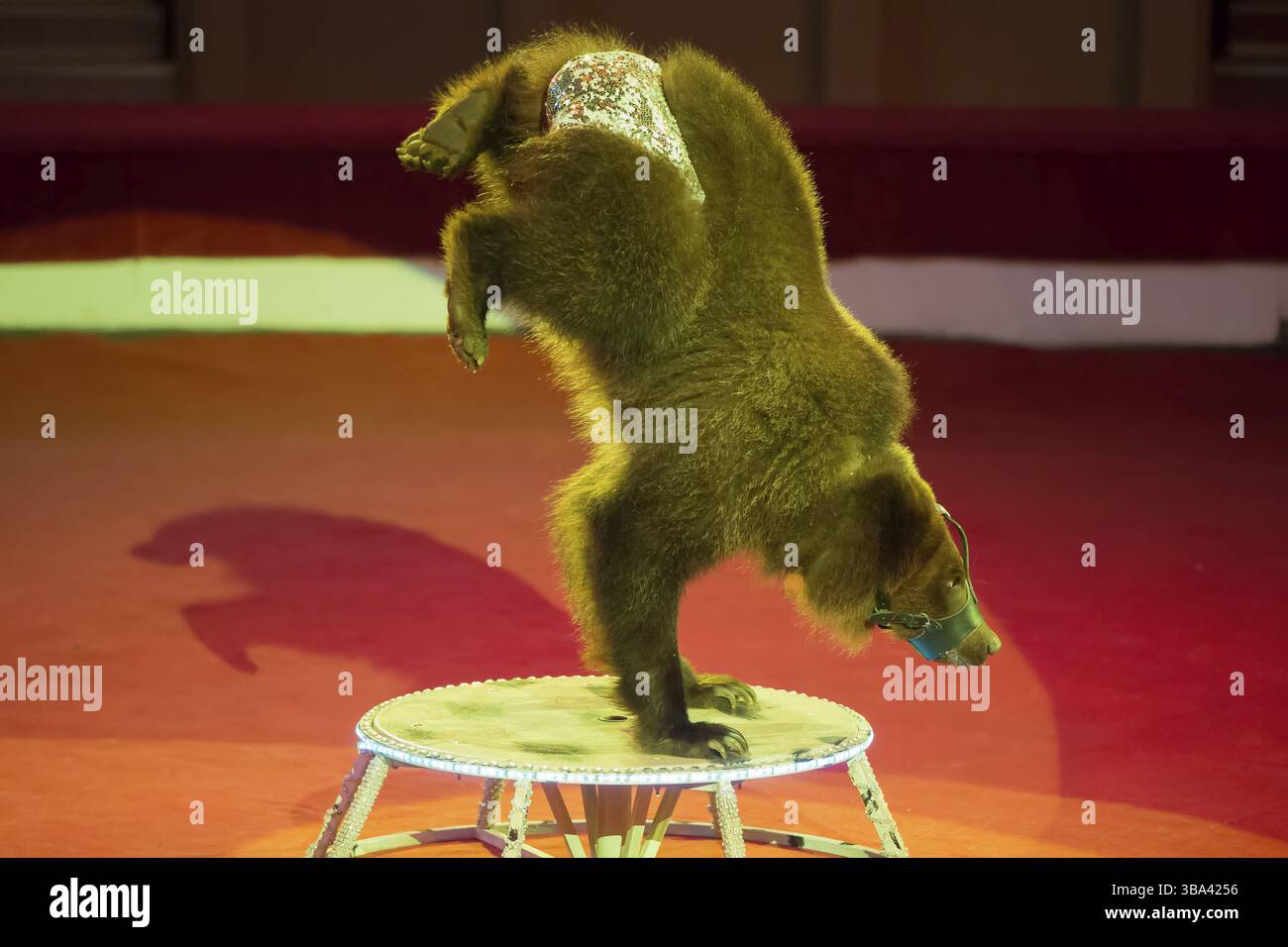 A trained bear in a circus. Animal in the arena Stock Photo - Alamy