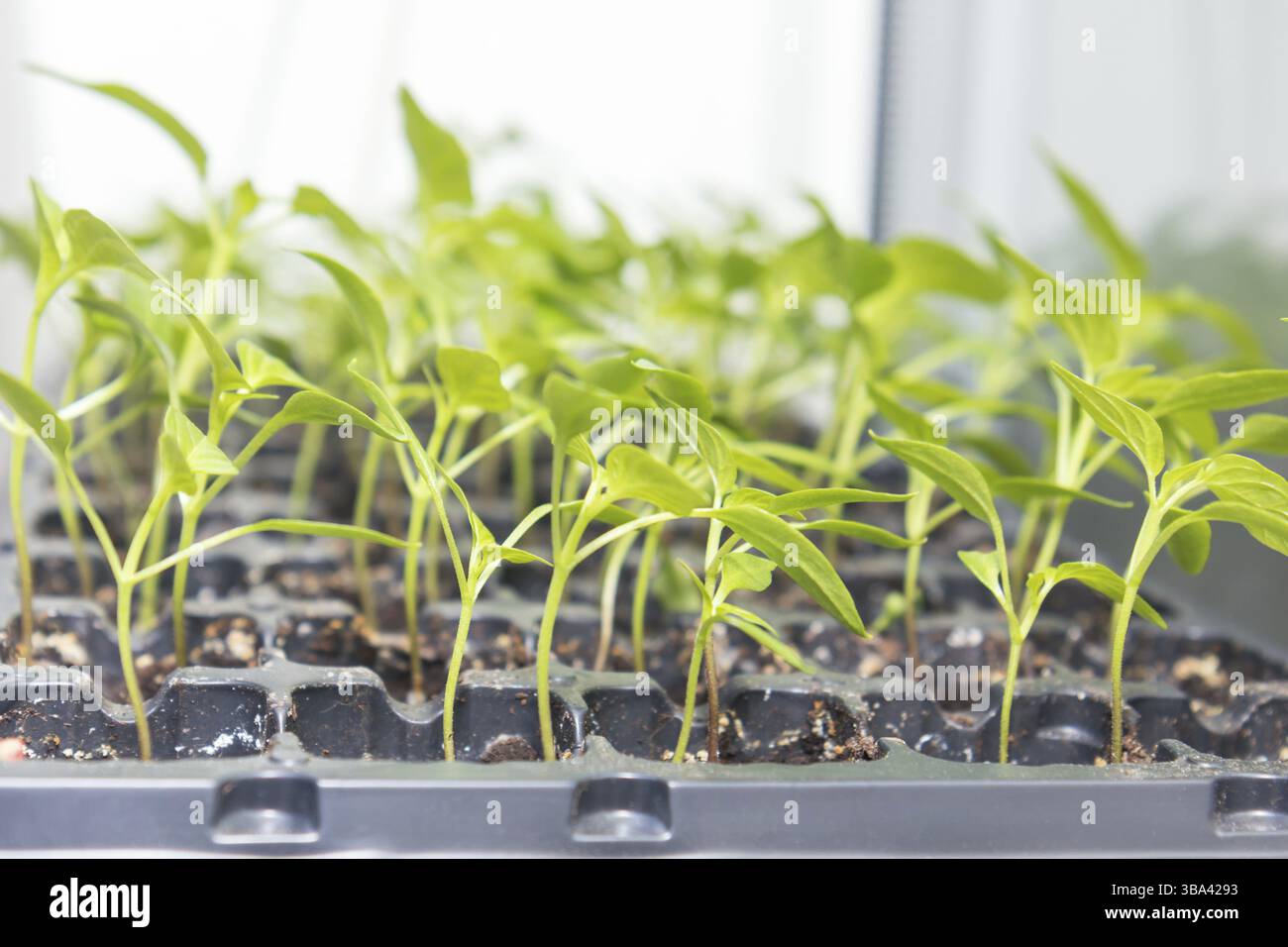 Pepper seedling transplants growing in a plastic tray. Sprouting pepper ...