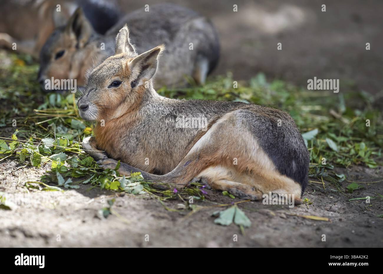 Patagonian cavy pet hi-res stock photography and images - Alamy