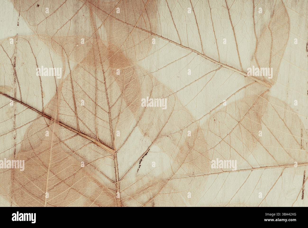 Backdrop with skeletons of autumn leaves texture Stock Photo - Alamy