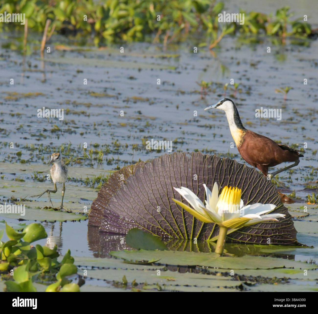 African Jacana - Actophilornis africanus is a wader bird taken in a ...
