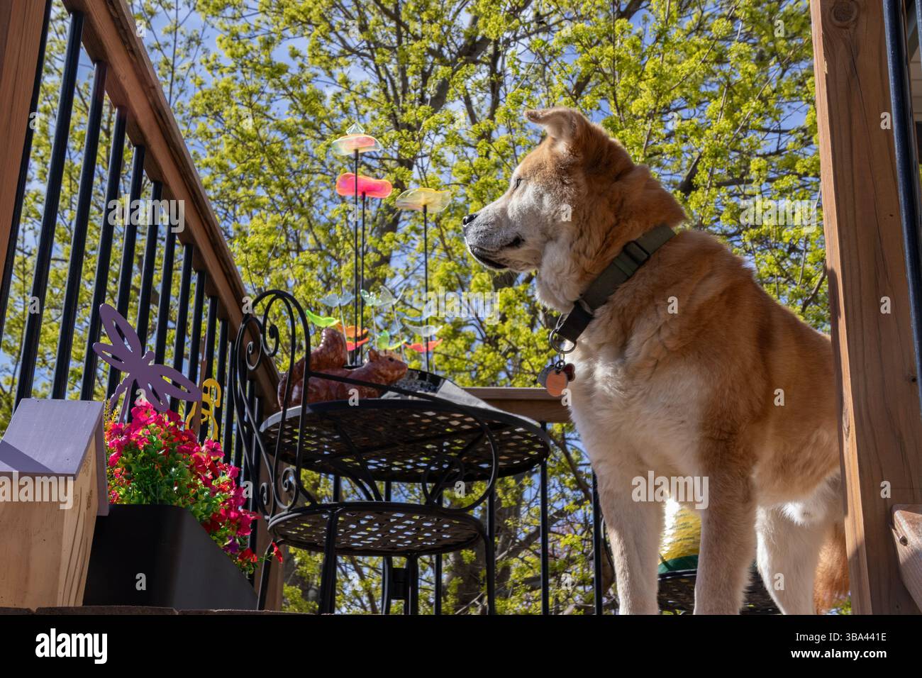 A watchful, curious chow chow mix breed dog looks out at a sunny spring ...