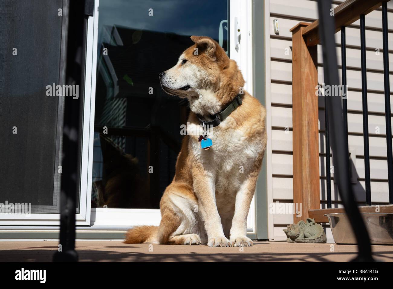 A watchful, curious chow chow mix breed dog looks out on a sunny spring ...