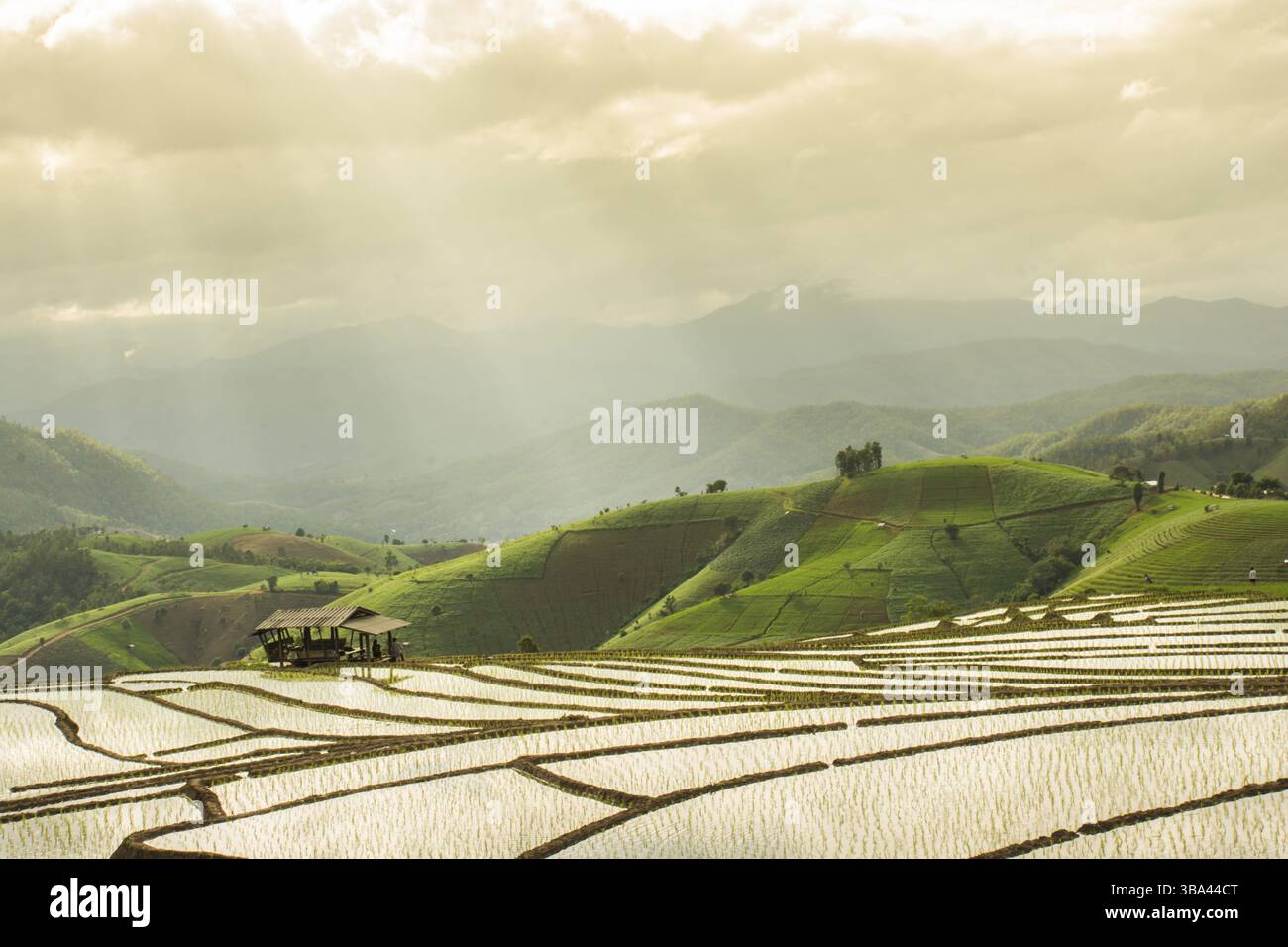 Terraced rice field in rainy season Stock Photo - Alamy