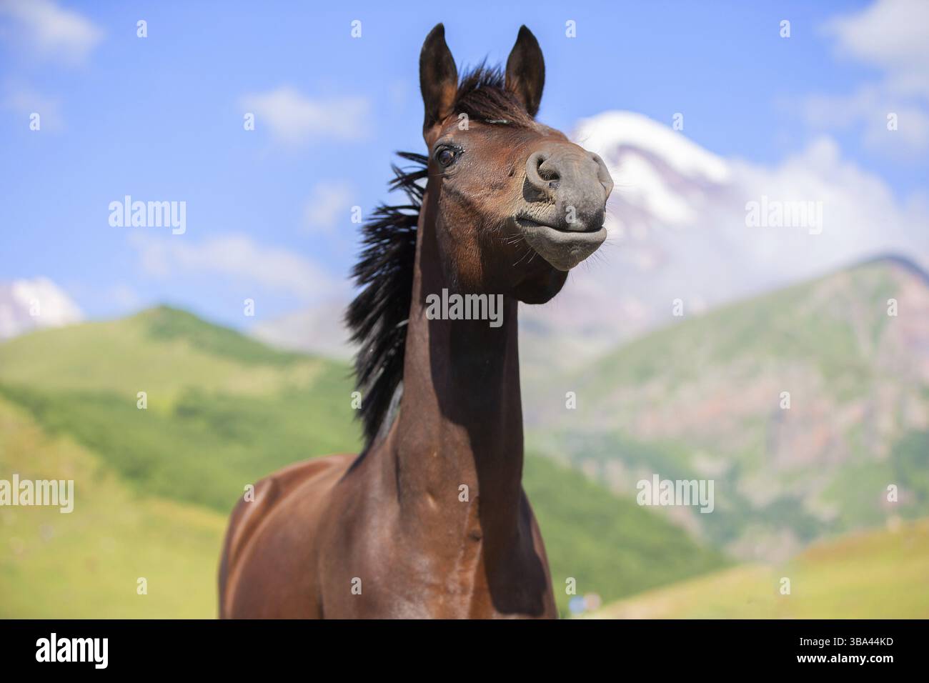 Schoenes pferd hi-res stock photography and images - Alamy