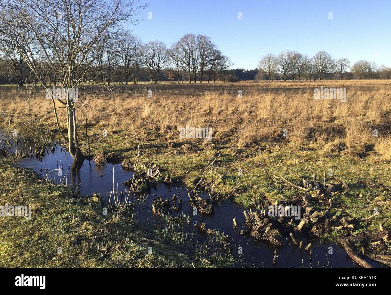 Typical dutch meadow landscape with stream and tree edge during late ...