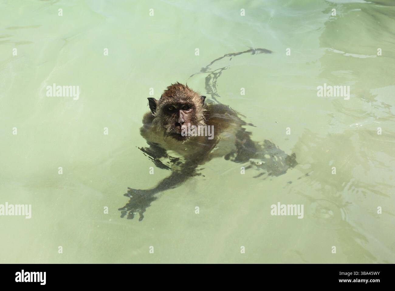 Small crab eating macaque monkey - Macaca fascicularis -swimming in ...
