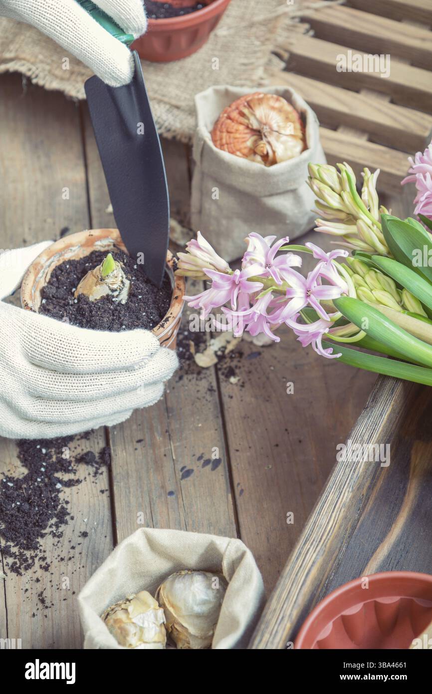 Gardening and planting concept. Woman hands planting hyacinth in ...