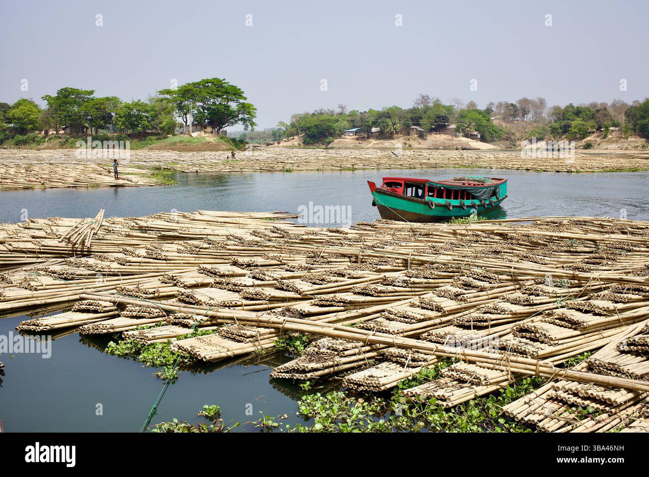 Bamboo bundles tied into rafts float on Kaptai Lake, ready to be ...