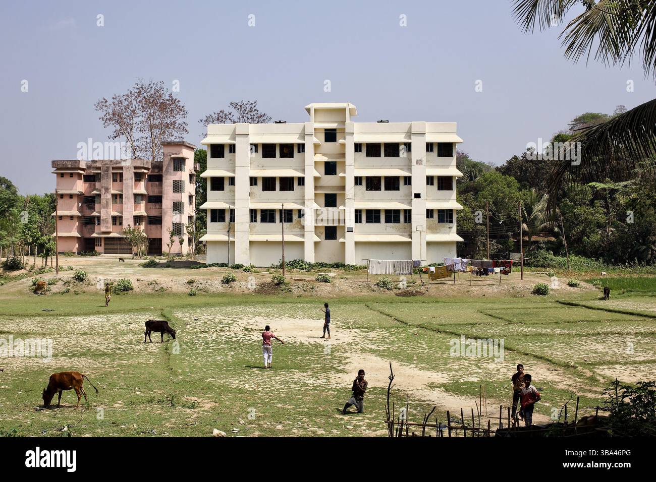 Children play cricket and cows graze on dry ground before a new ...