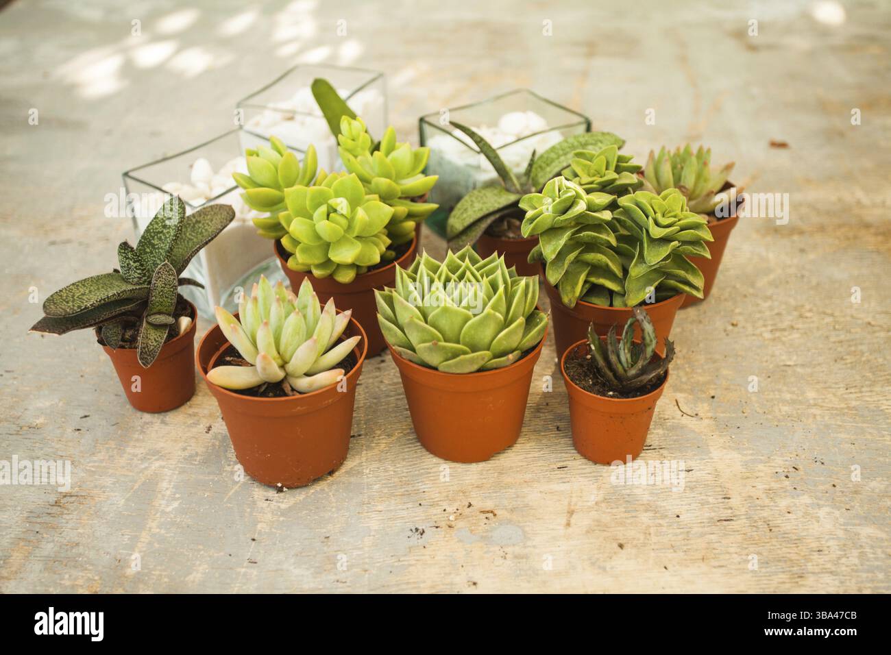 Succulents in pots hi-res stock photography and images - Alamy
