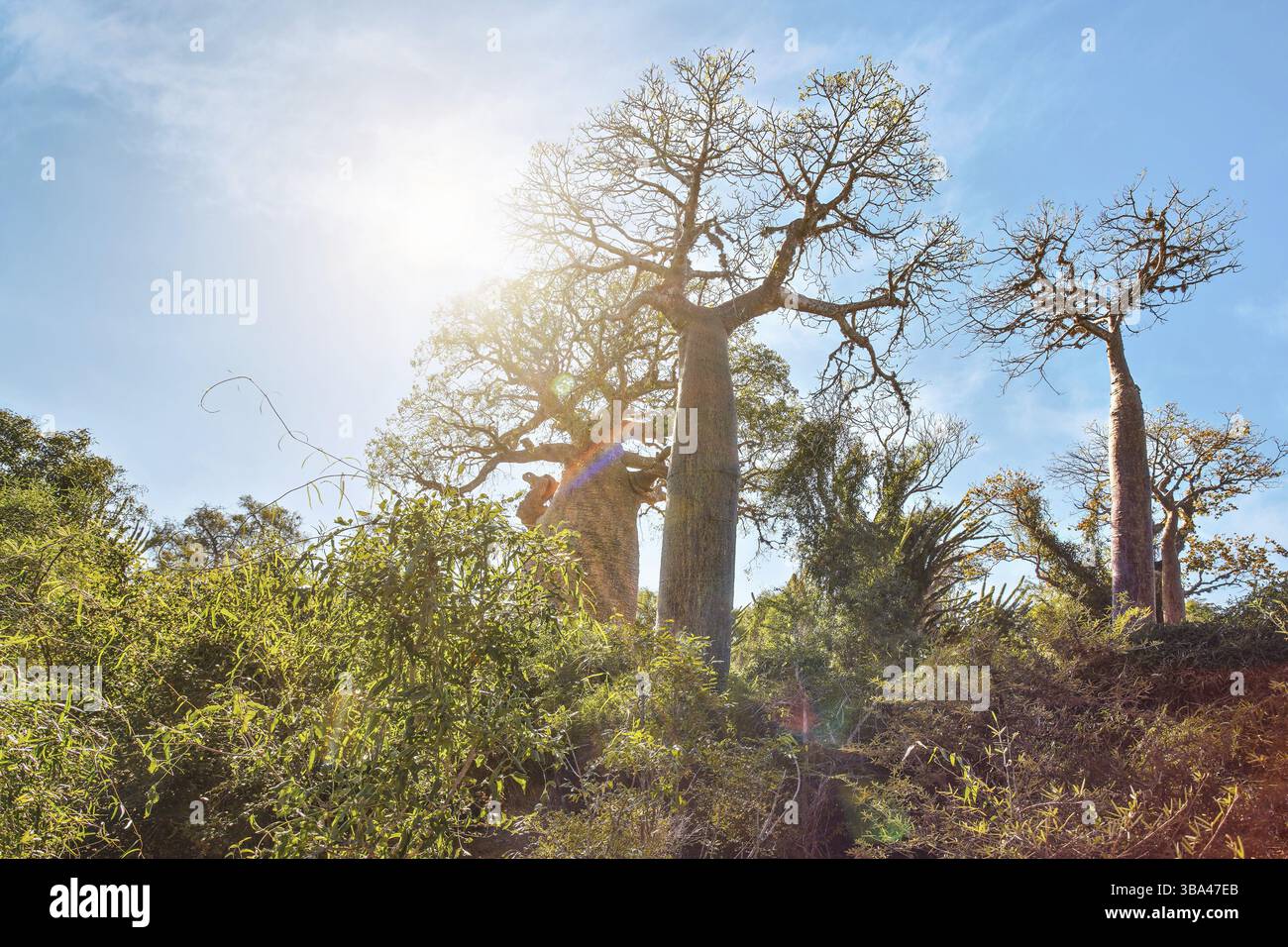 Forest with small baobab and octopus trees, bushes and grass growing on ...
