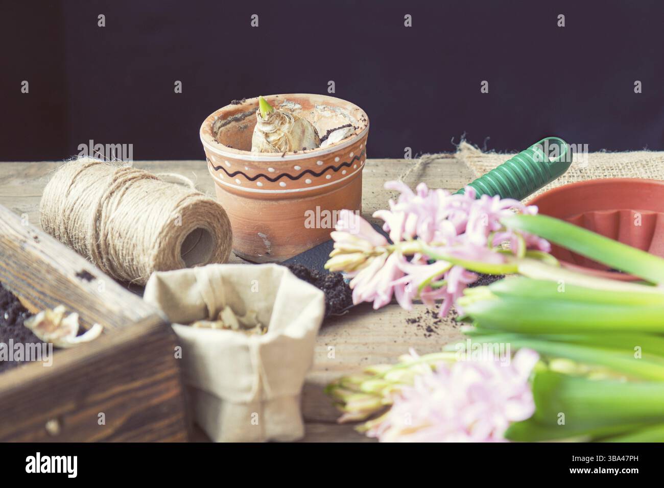 Gardening and planting concept. Woman hands planting hyacinth in ...