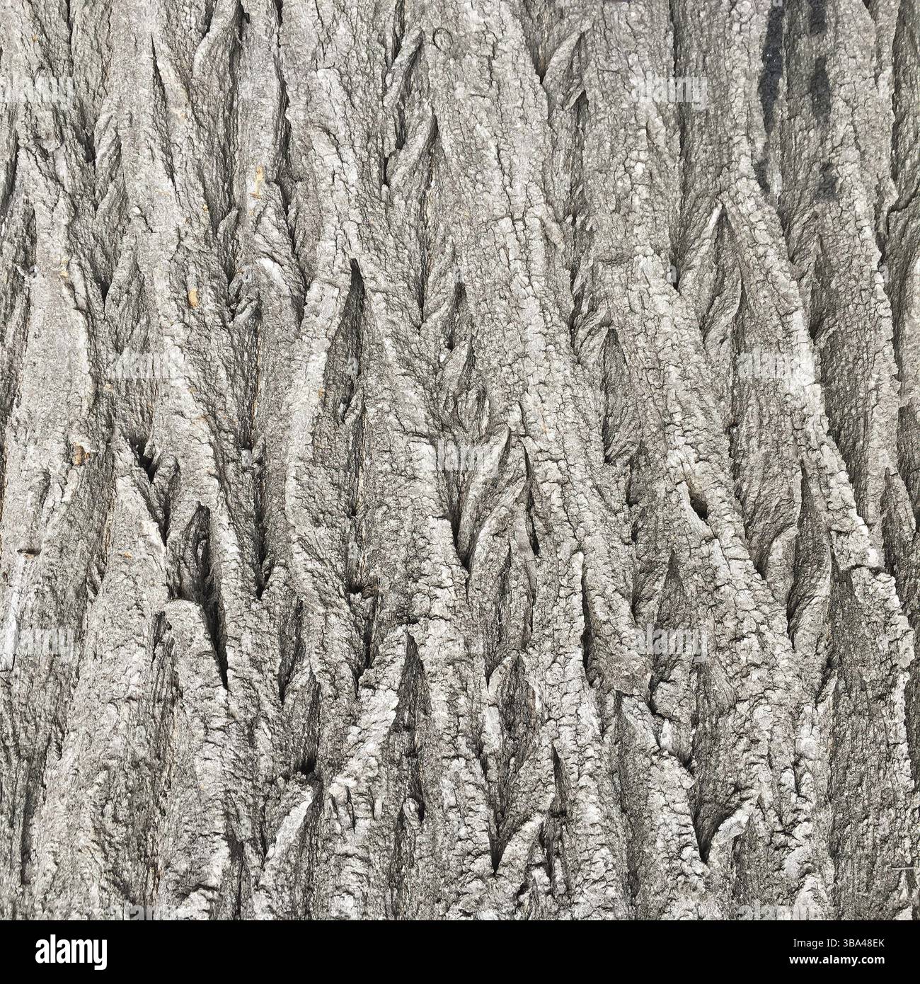 Natural old brown crust wood texture pattern or bark wood background ...