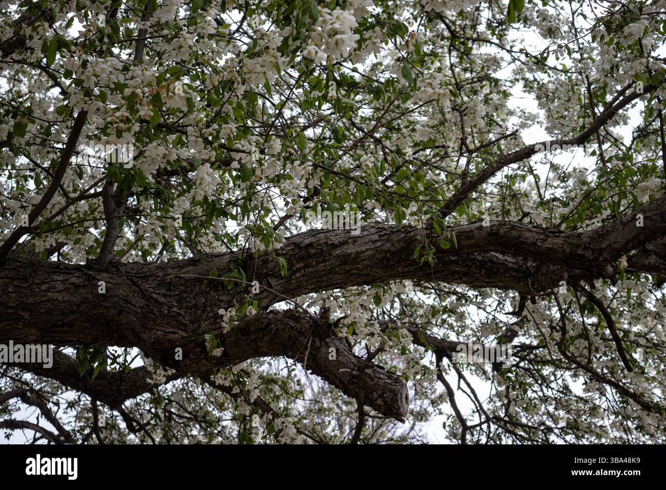 Large branch crabapple tree hi-res stock photography and images - Alamy