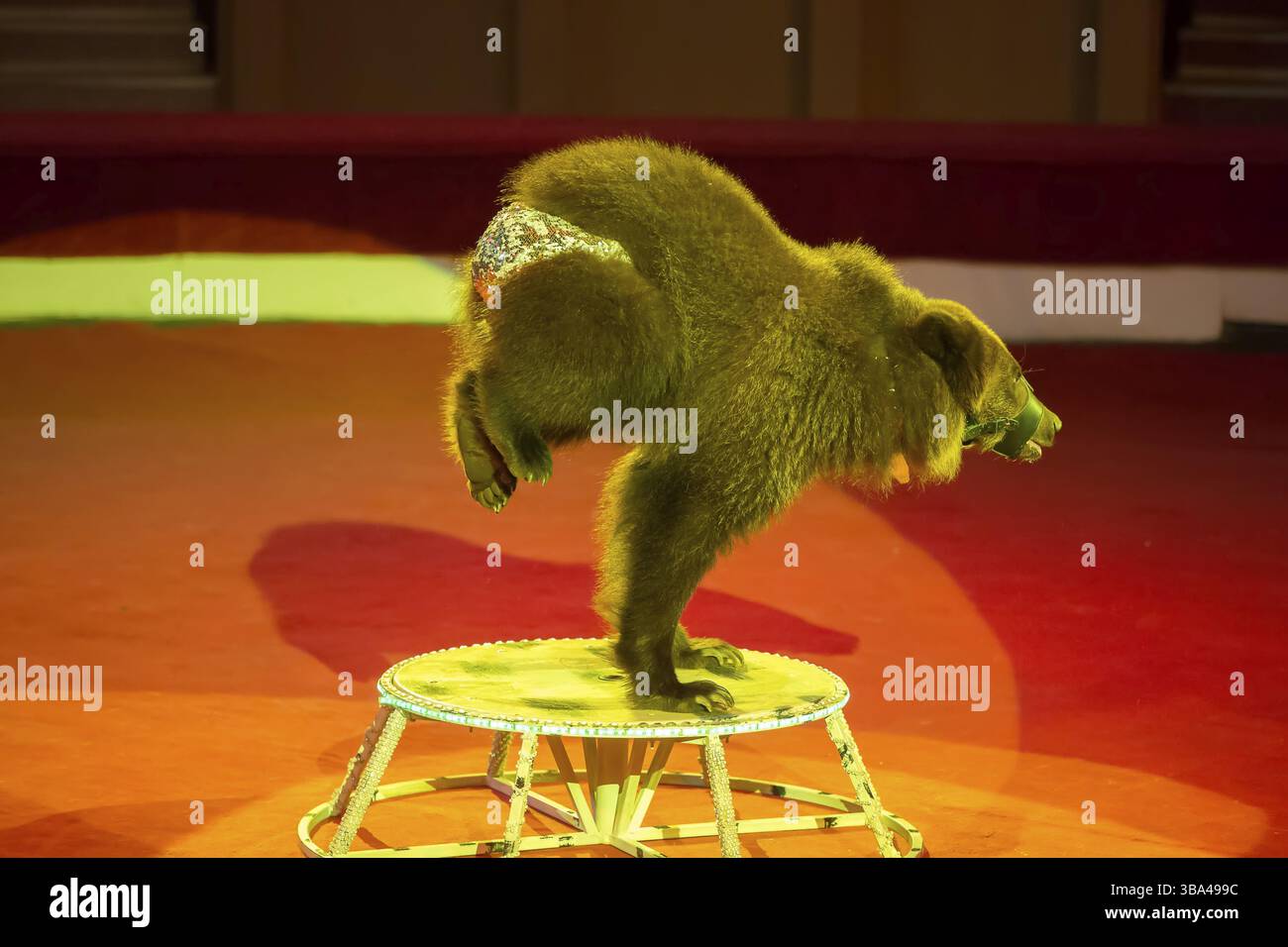 A trained bear in a circus. Animal in the arena Stock Photo - Alamy