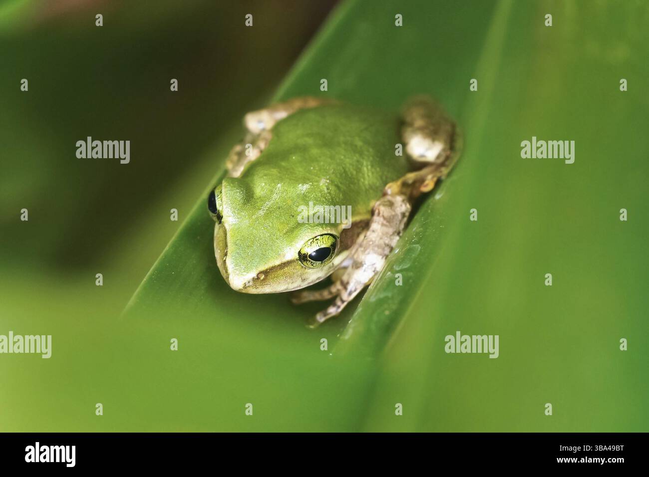Small Madagascar green tree frog resting on green leaf, closeup detail ...