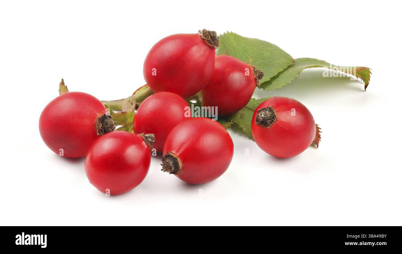 Rosehips (Rosa canina fruits) isolated on white background, Liptovsky ...