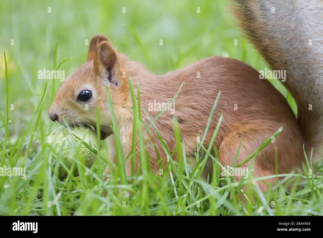 Green bush squirrel hi-res stock photography and images - Alamy