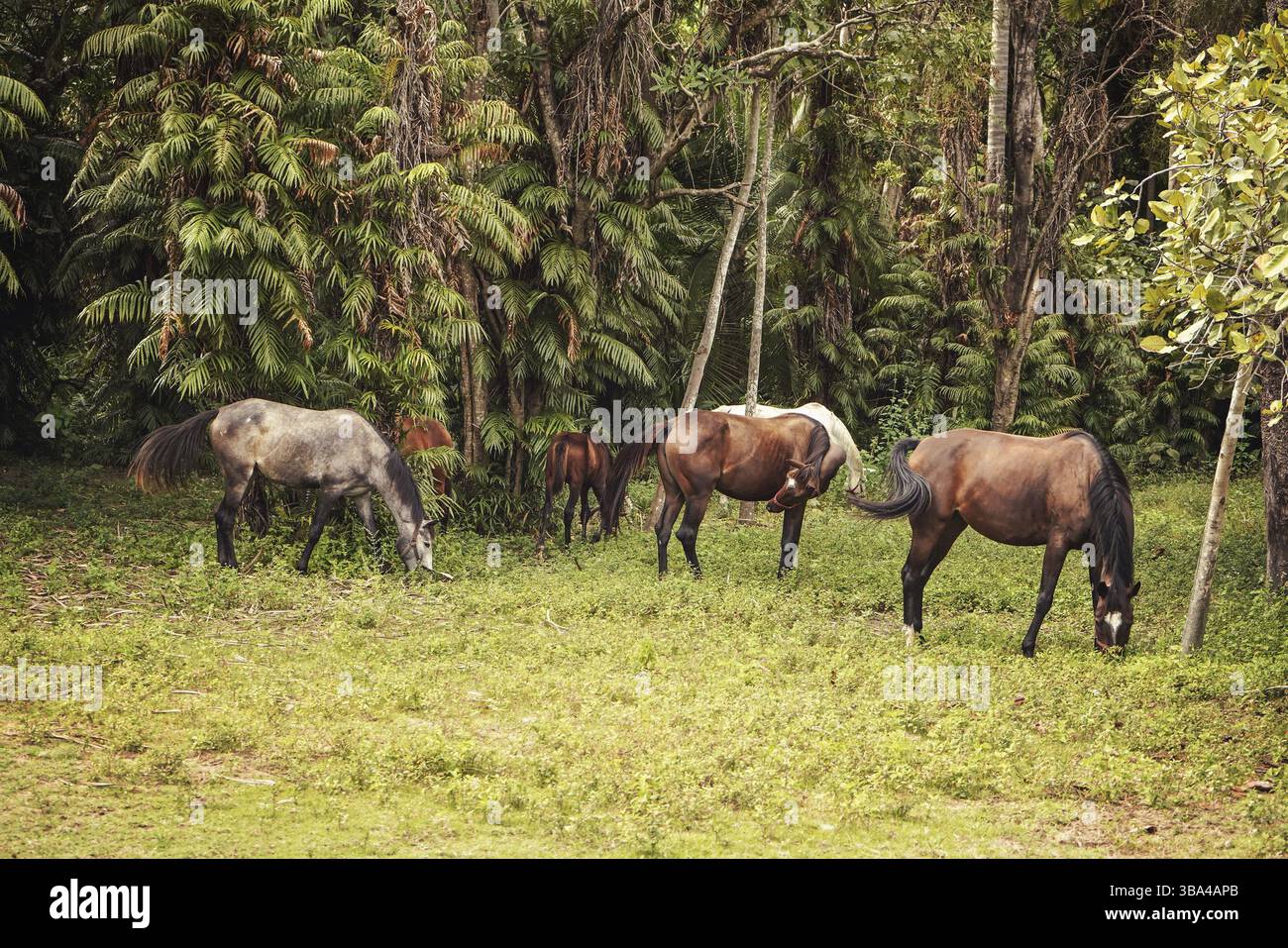 Group of white and brown horses grazing next to African jungle trees ...