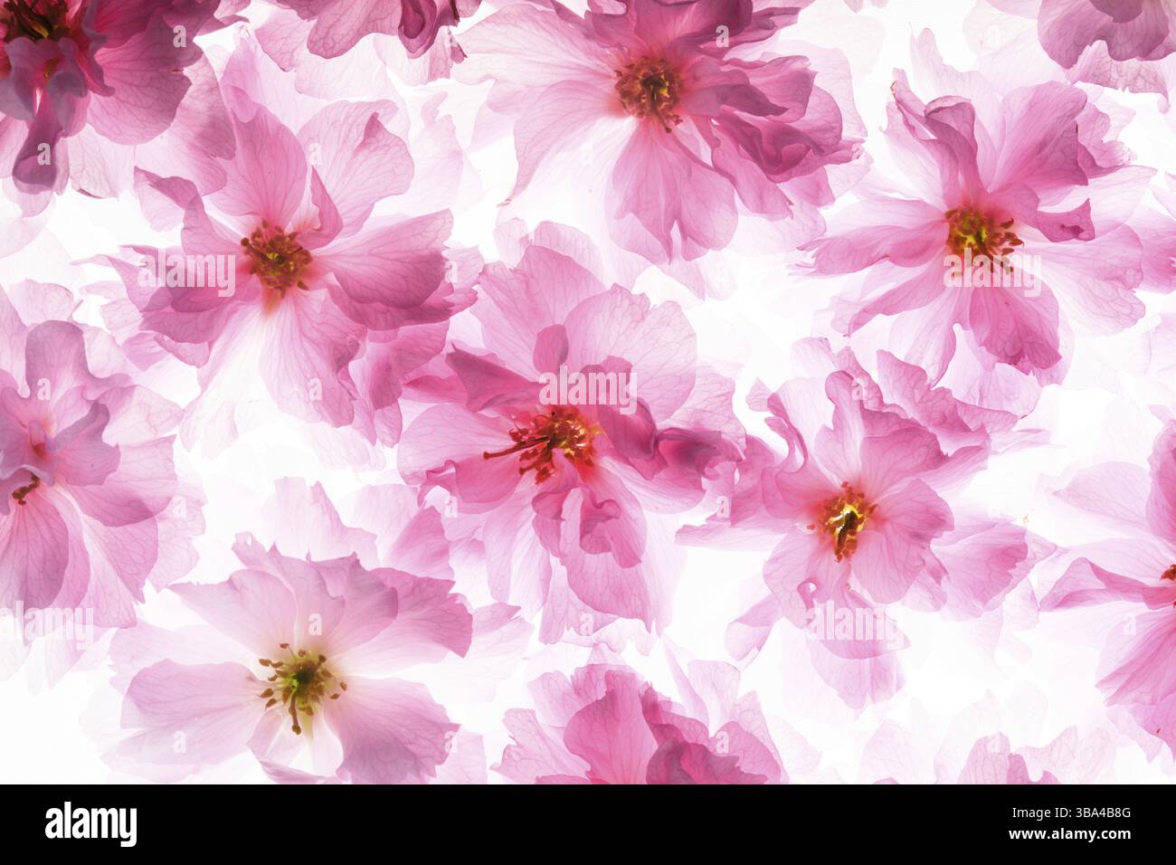 Pink flowers of sakura like a background Stock Photo - Alamy