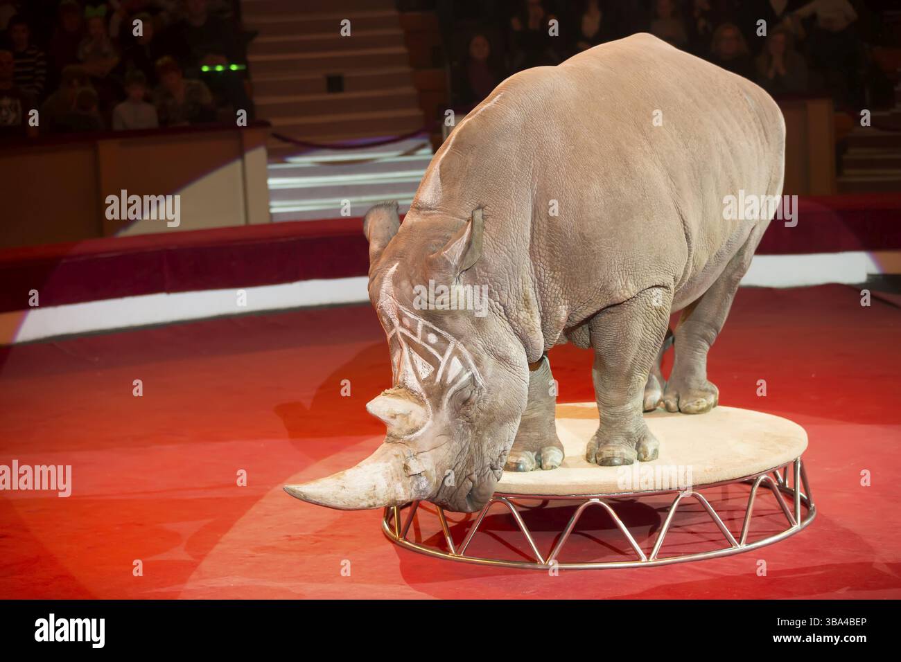 Rhinoceros appears in the circus. Trained wild animals Stock Photo - Alamy