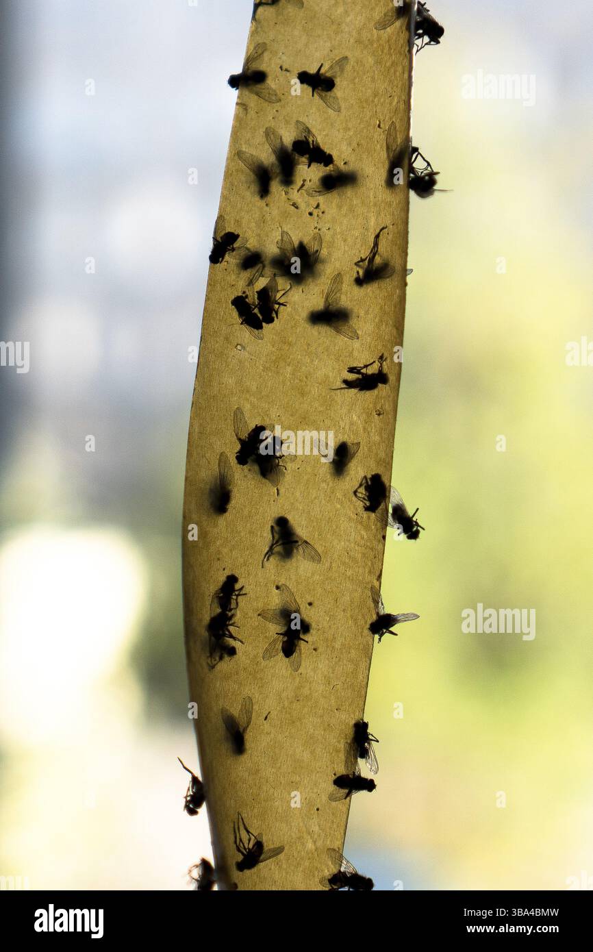 Dead Flies On Sticky Tape. Flypaper, sticky tape. Flies stuck. Trap for ...
