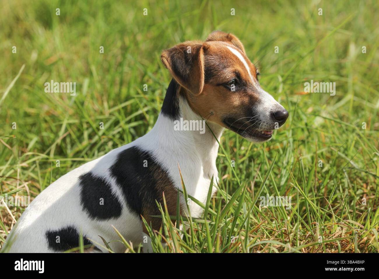 Small Jack Russell terrier sitting in the grass, side view, Liptovsky ...